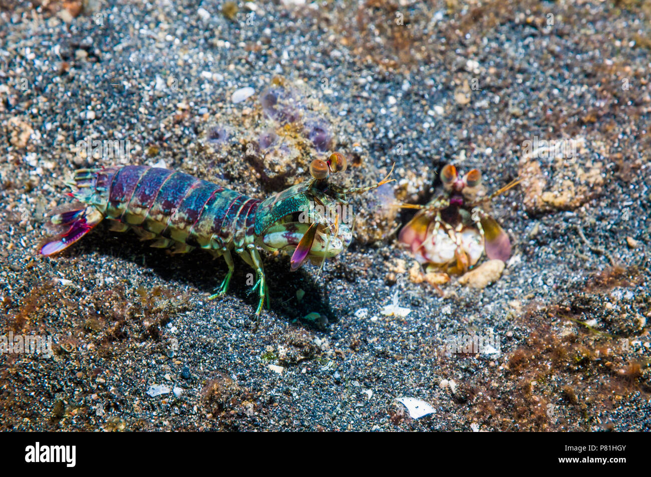 Pink eared mantis shrimp [Odontodactylus latirostris] the burrow of ...