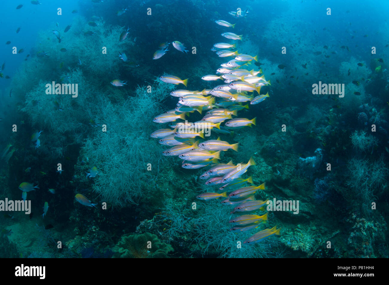 Coral reef scenery with Bigeye snappers [Lutjanus lutjanus] and Black ...