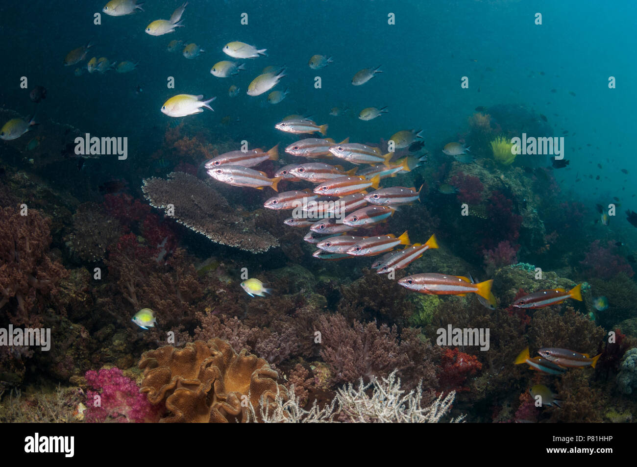 Coral reef scenery with Two-spot banded snappers [Lutjanus biguttatus ...