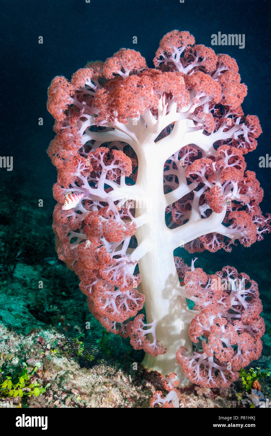 Soft Coral