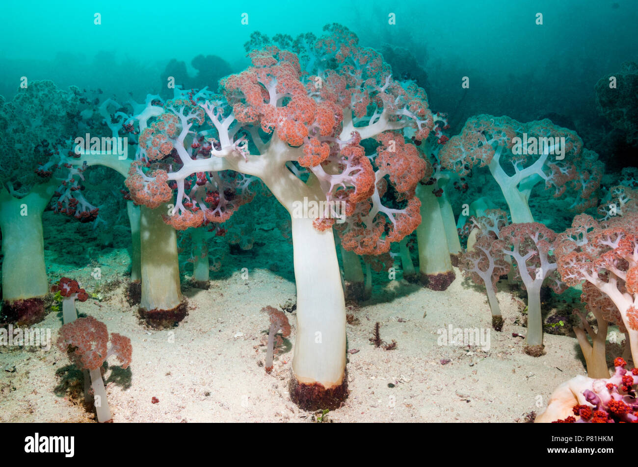 Coral reef scenery with soft corals [Dendronephthya sp.]. West Papua ...