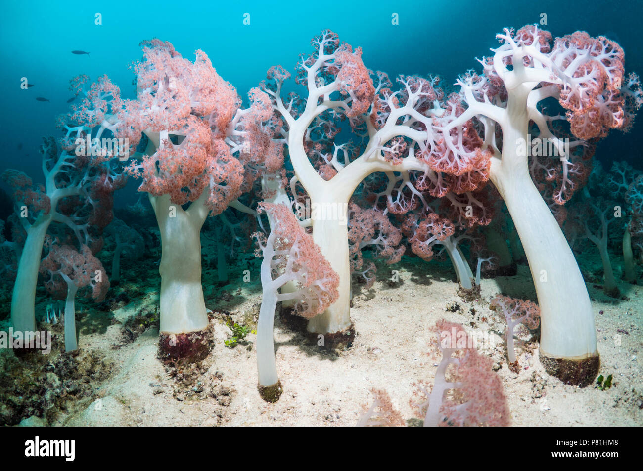 Coral reef scenery with soft corals [Dendronephthya sp.]. West Papua ...