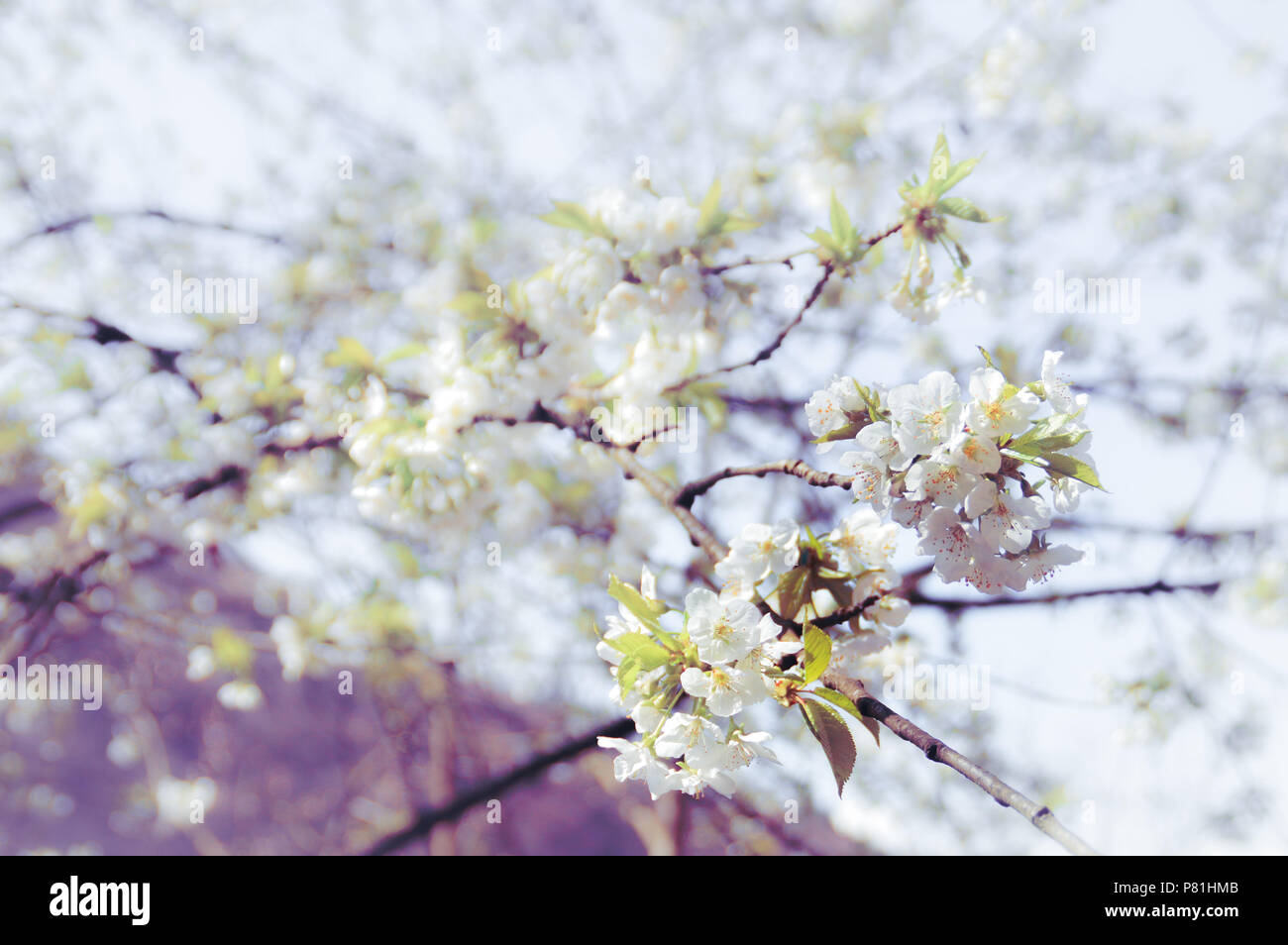 White cherry blossoms on full display as Spring turns Summer Stock ...