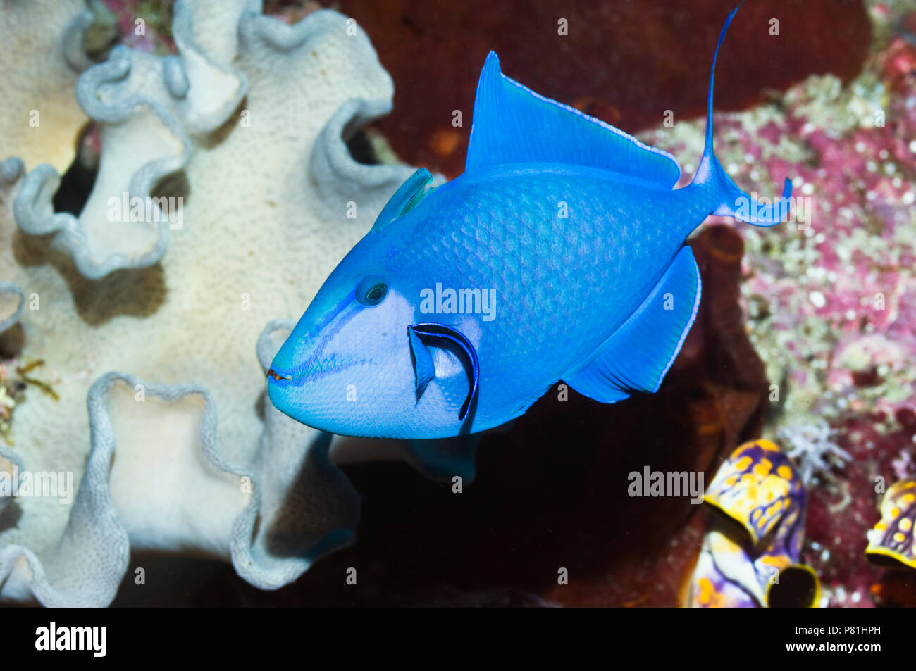 Red Tooth Triggerfish