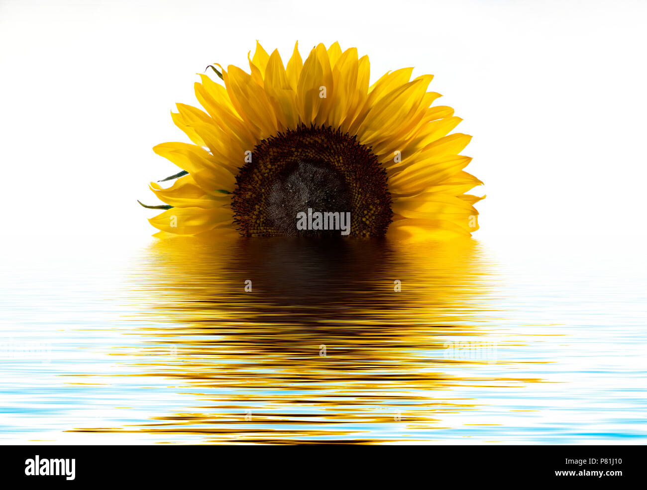 Reflection water flowers hi-res stock photography and images - Alamy