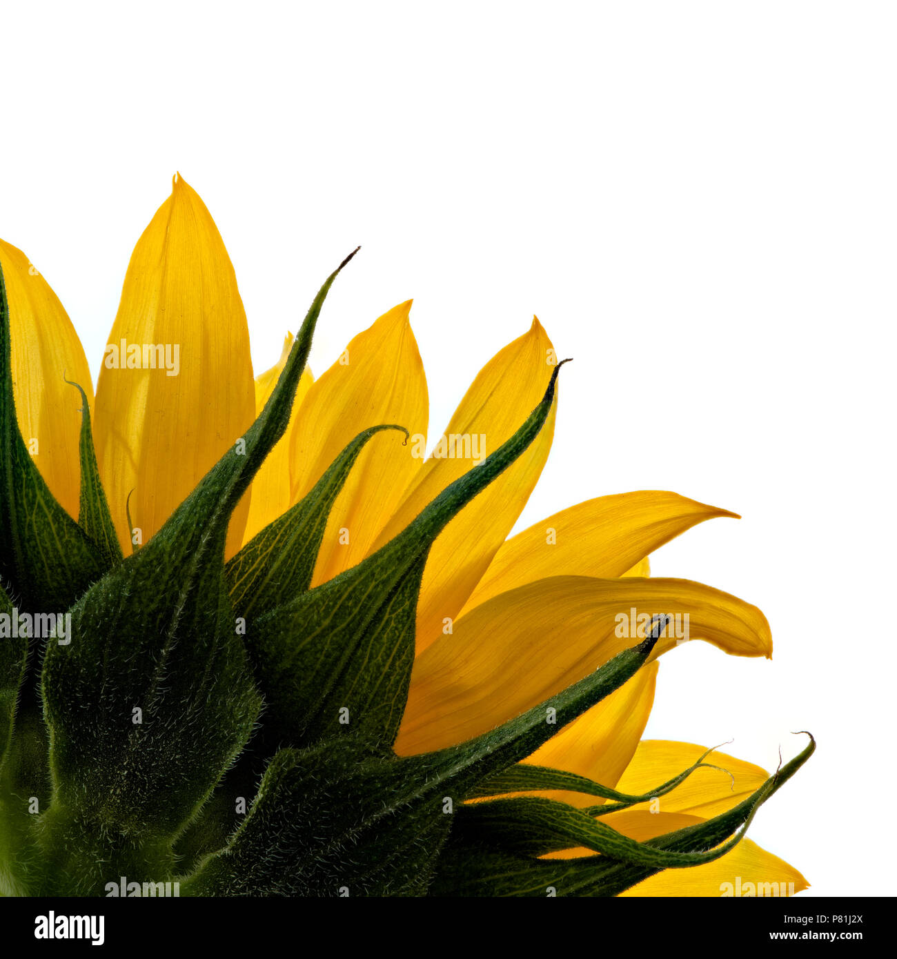 Giant sunflower hi-res stock photography and images - Alamy
