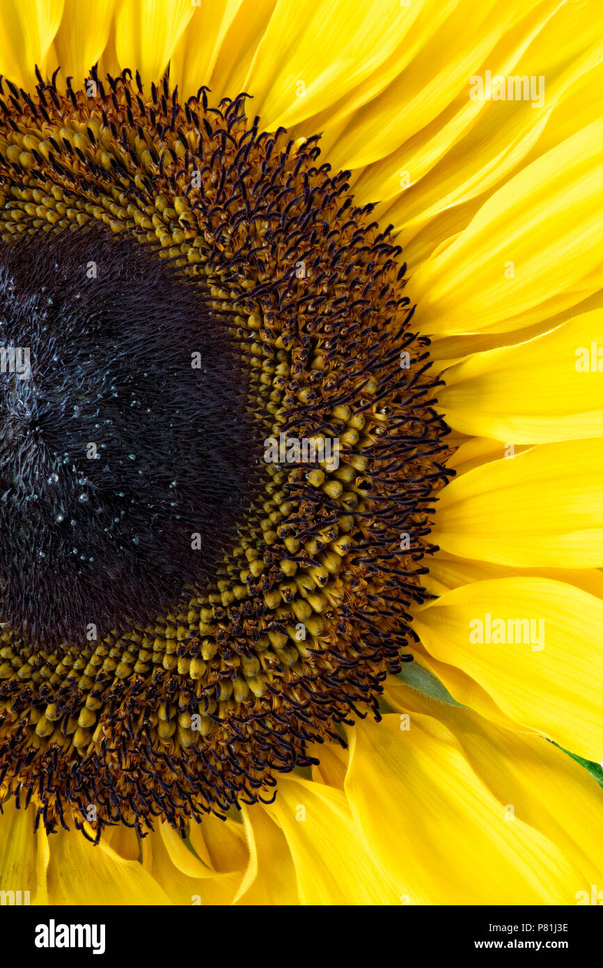 Close up of a single giant yellow Sunflower Stock Photo - Alamy