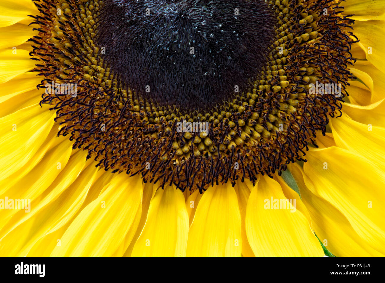 Close up of single sunflower hi-res stock photography and images - Alamy