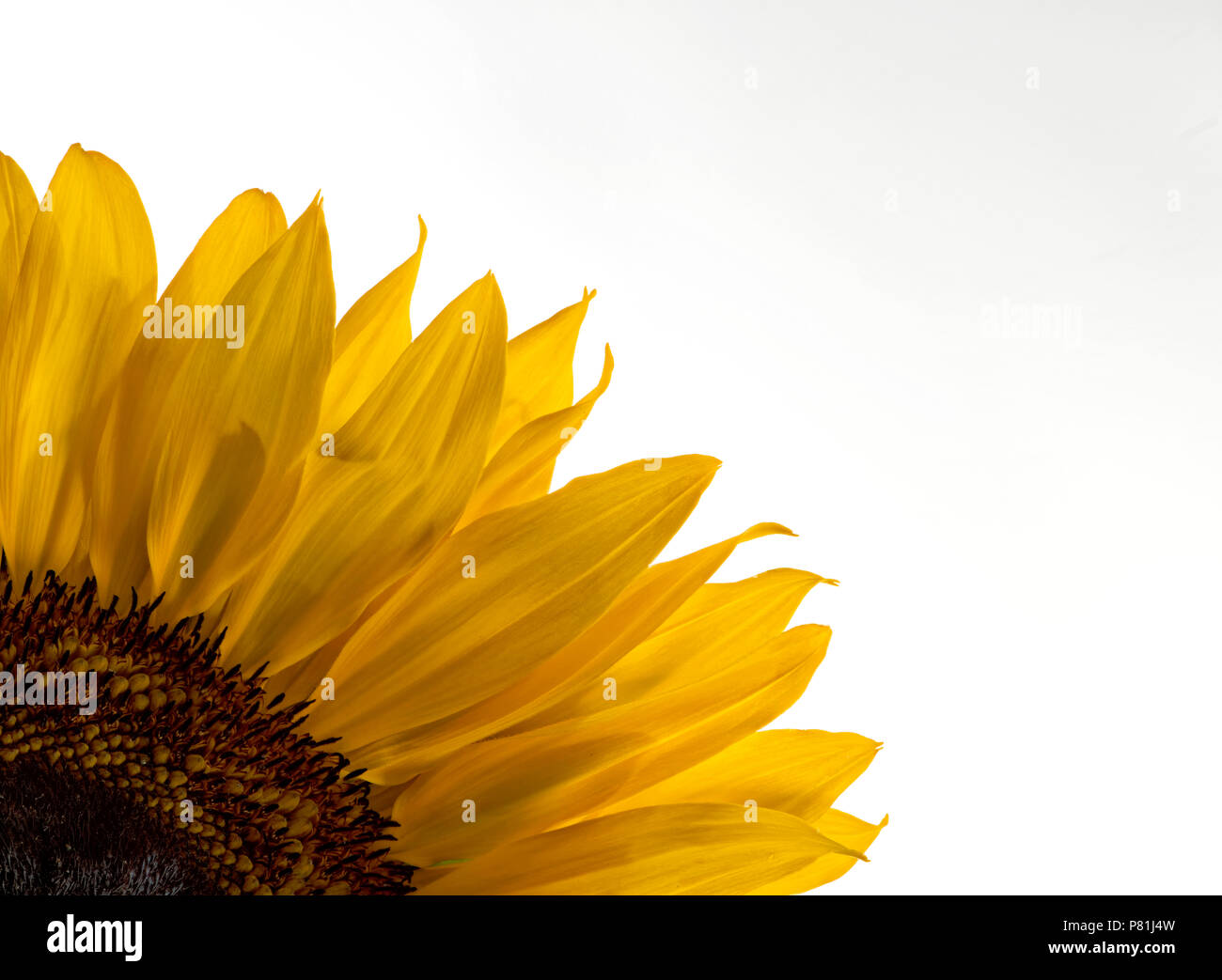 Large sunflower hi-res stock photography and images - Alamy