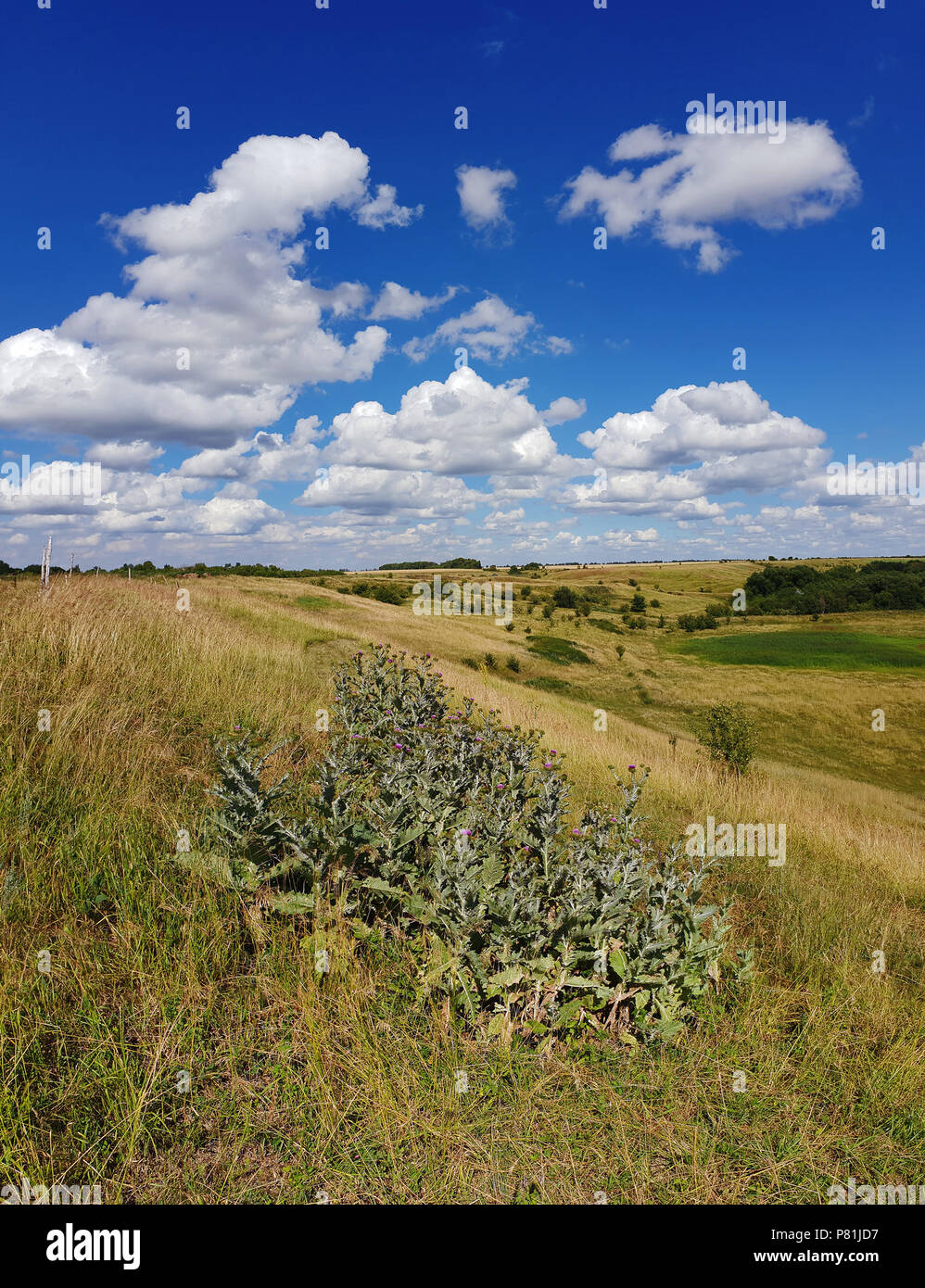 Russia landscape summer field hi-res stock photography and images - Alamy