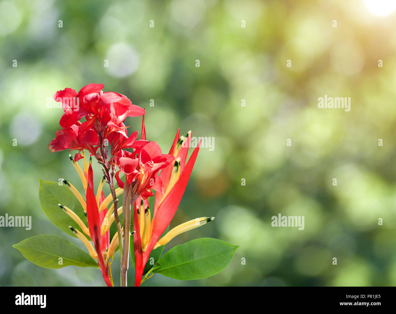 Red bird of paradise flower on green nature background Stock Photo - Alamy