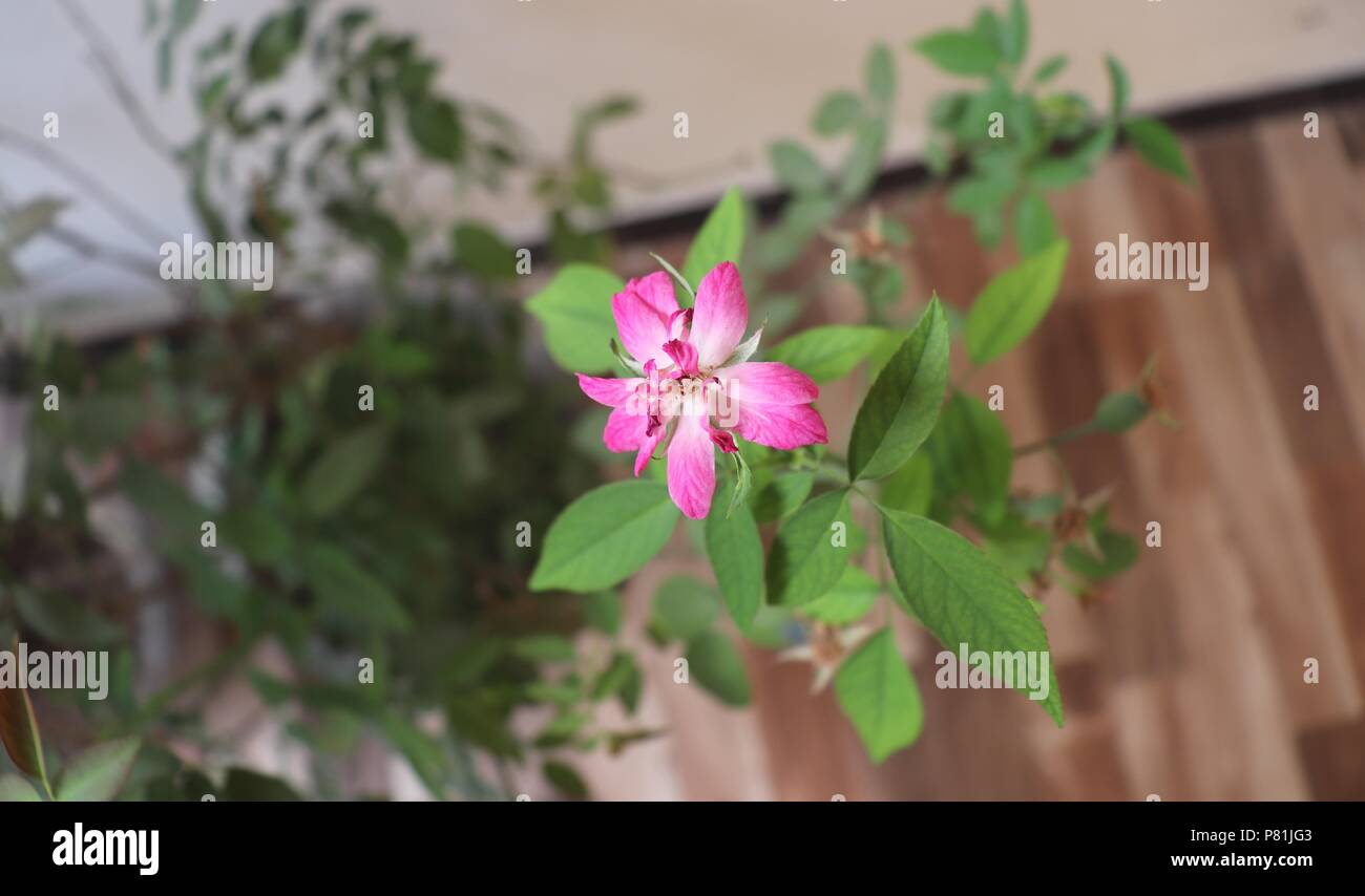 Two days old rose Stock Photo - Alamy