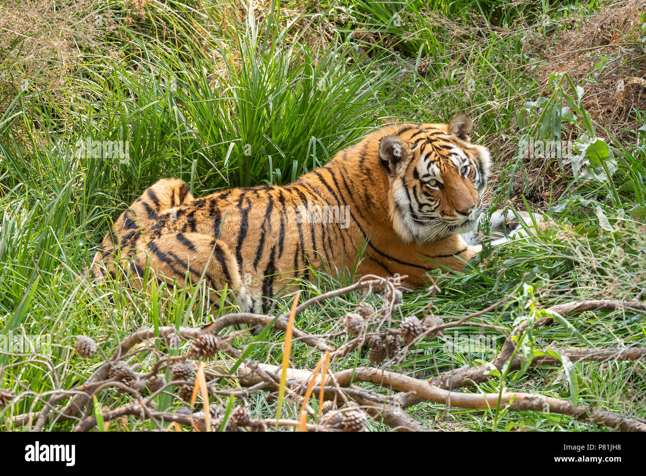 A tiger, Panthera tigris, the largest feline species Stock Photo - Alamy