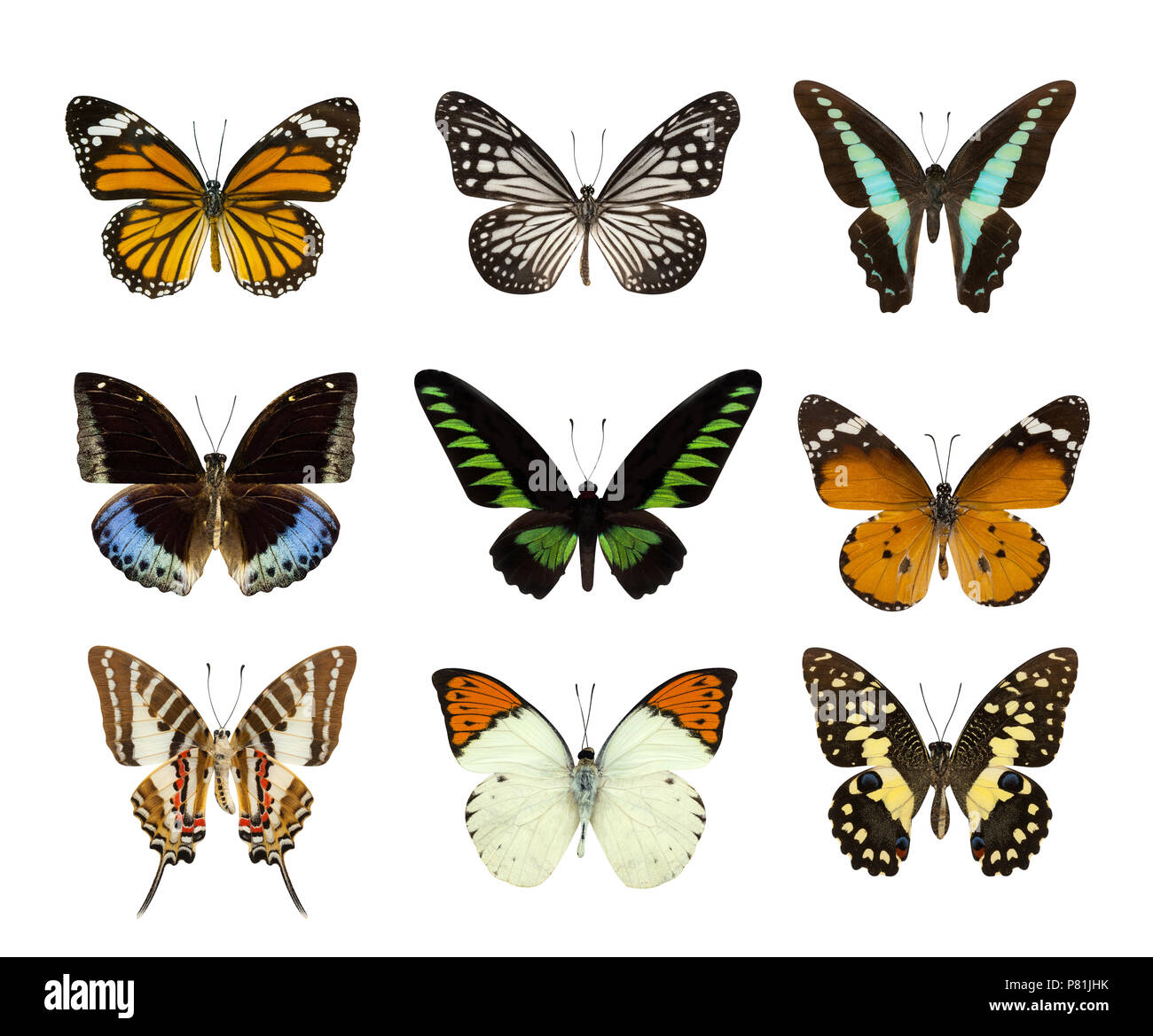 High Quality of nature butterfly Collection - Set of butterfly isolated ...