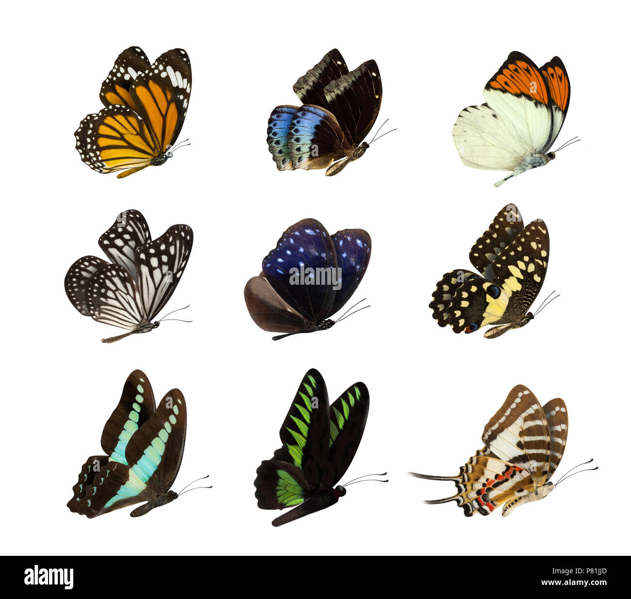 High Quality of nature butterfly Collection - Set of butterfly isolated ...