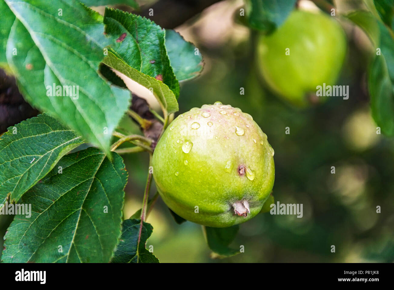 Green small apple with drops of water hanging on a branch of an apple ...