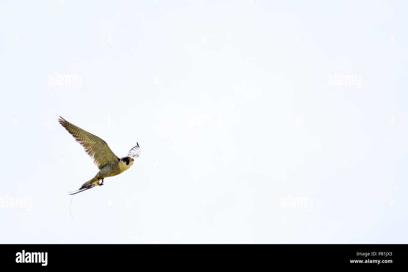 Peregrine Falcon flying Stock Photo - Alamy