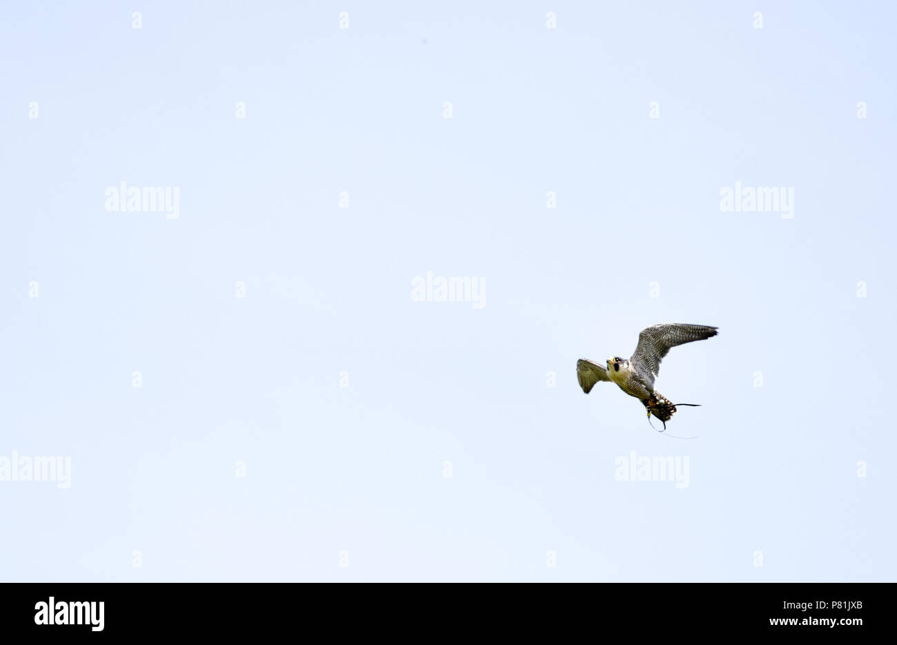 Peregrine Falcon flying Stock Photo - Alamy