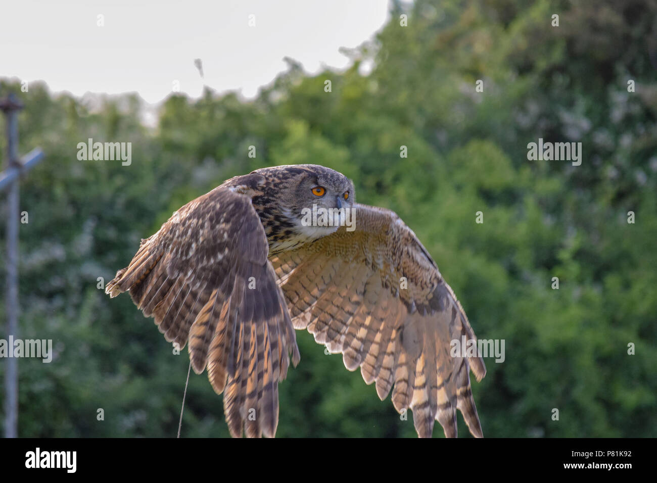 Eagle owl flying hi-res stock photography and images - Alamy