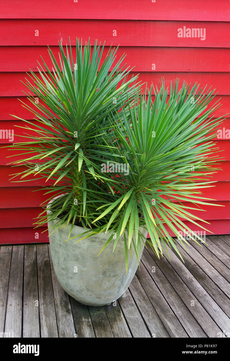 Joshua tree in the cement pot and red wood background. Joshua tree is a ...