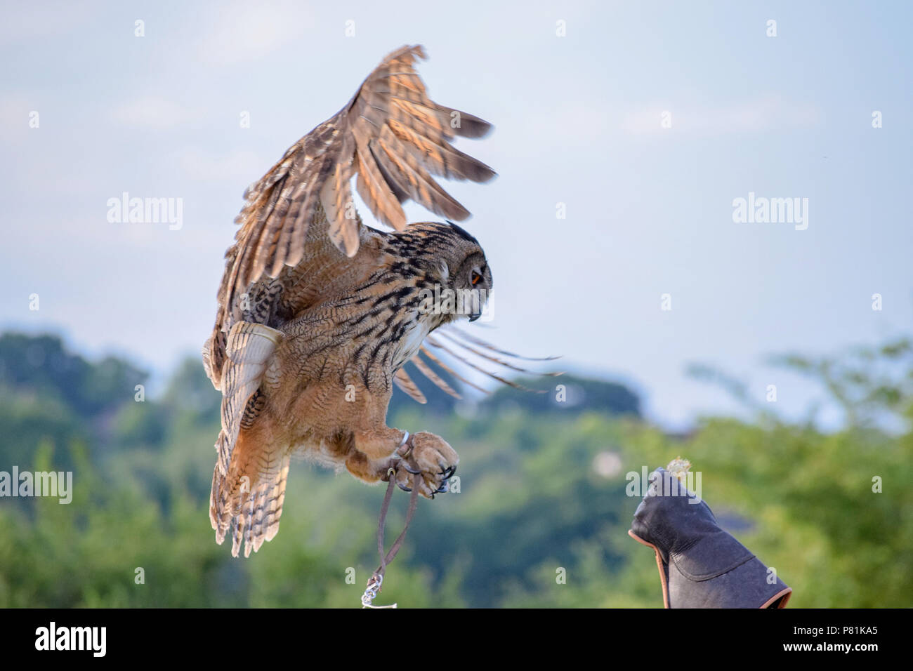 Bird flying display hi-res stock photography and images - Alamy
