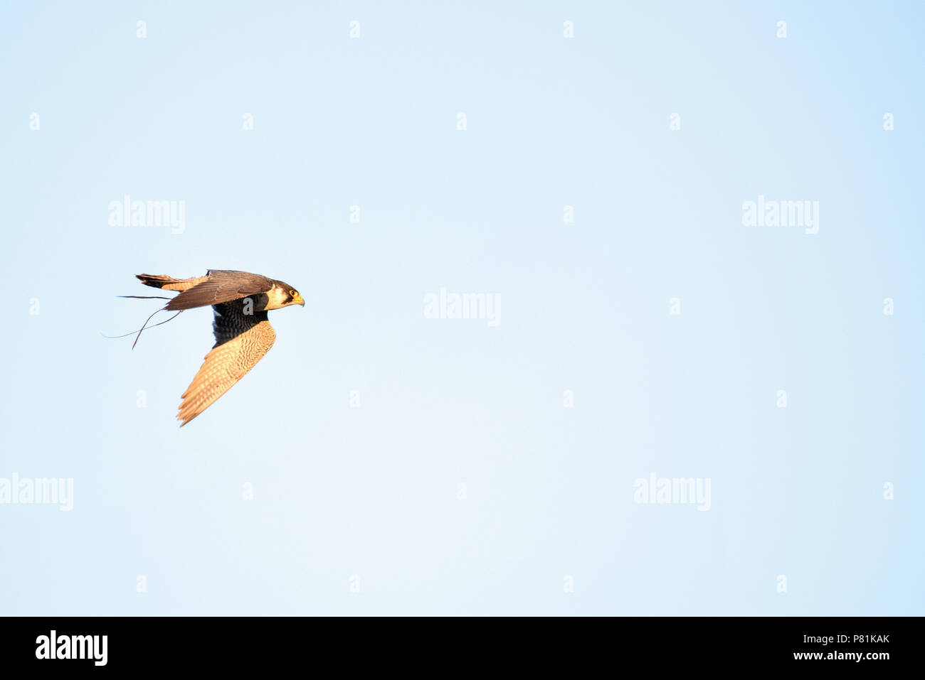 Male peregrine falcon hi-res stock photography and images - Alamy