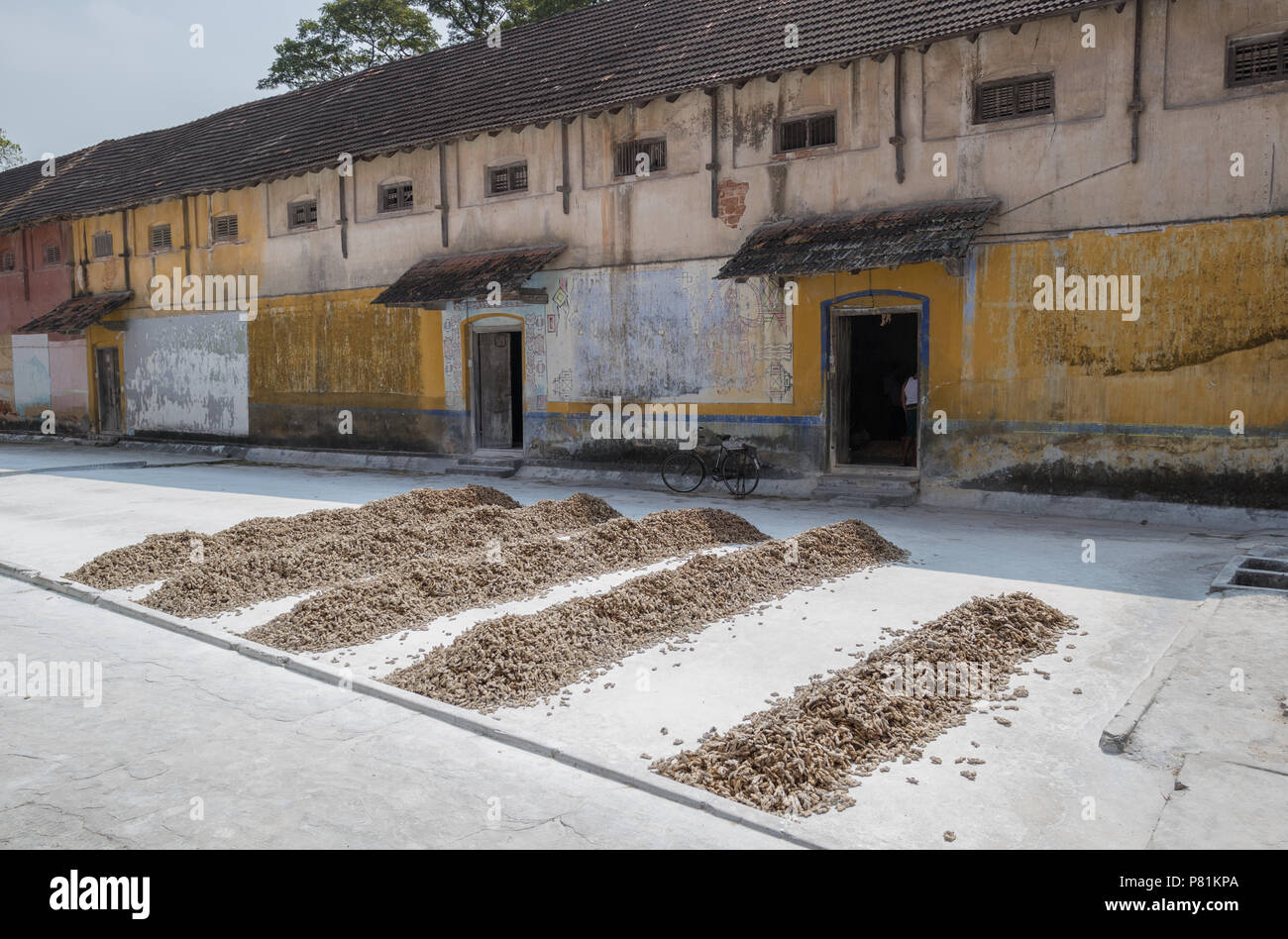 Fort Kochi, India - 16th November 2017: Raw ginger harvest at The All ...