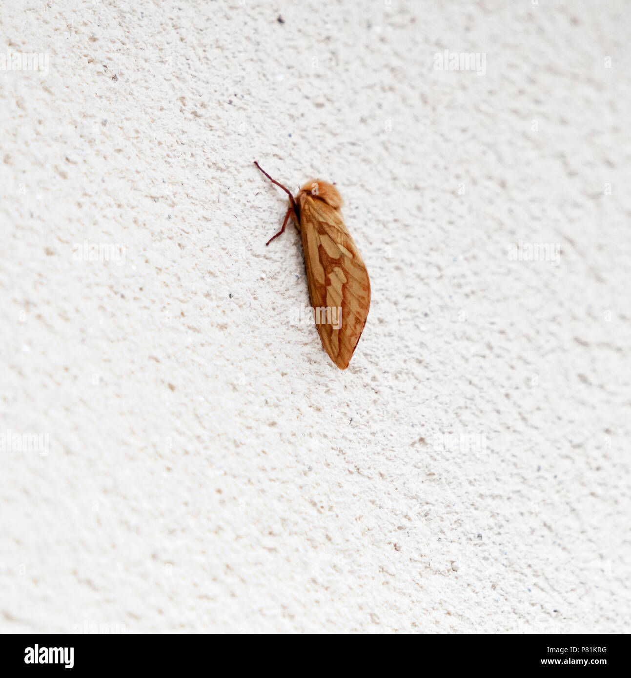 Ghost moth hi-res stock photography and images - Alamy