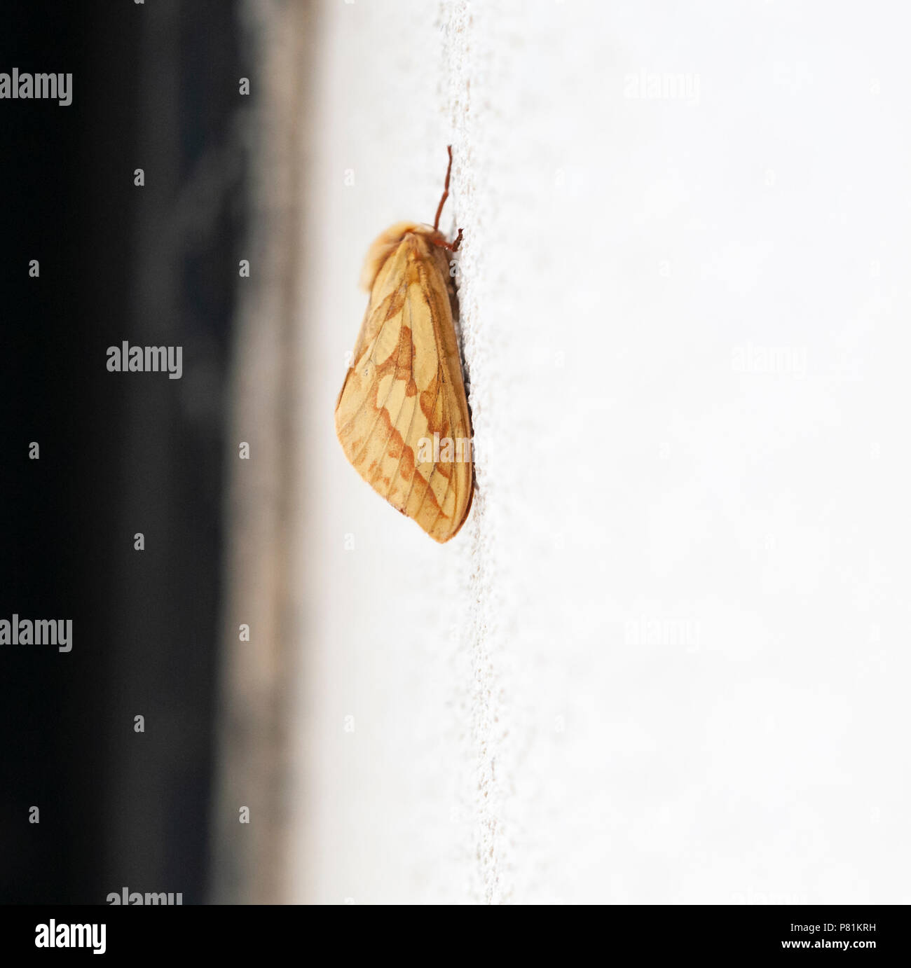 Ghost moth hi-res stock photography and images - Alamy