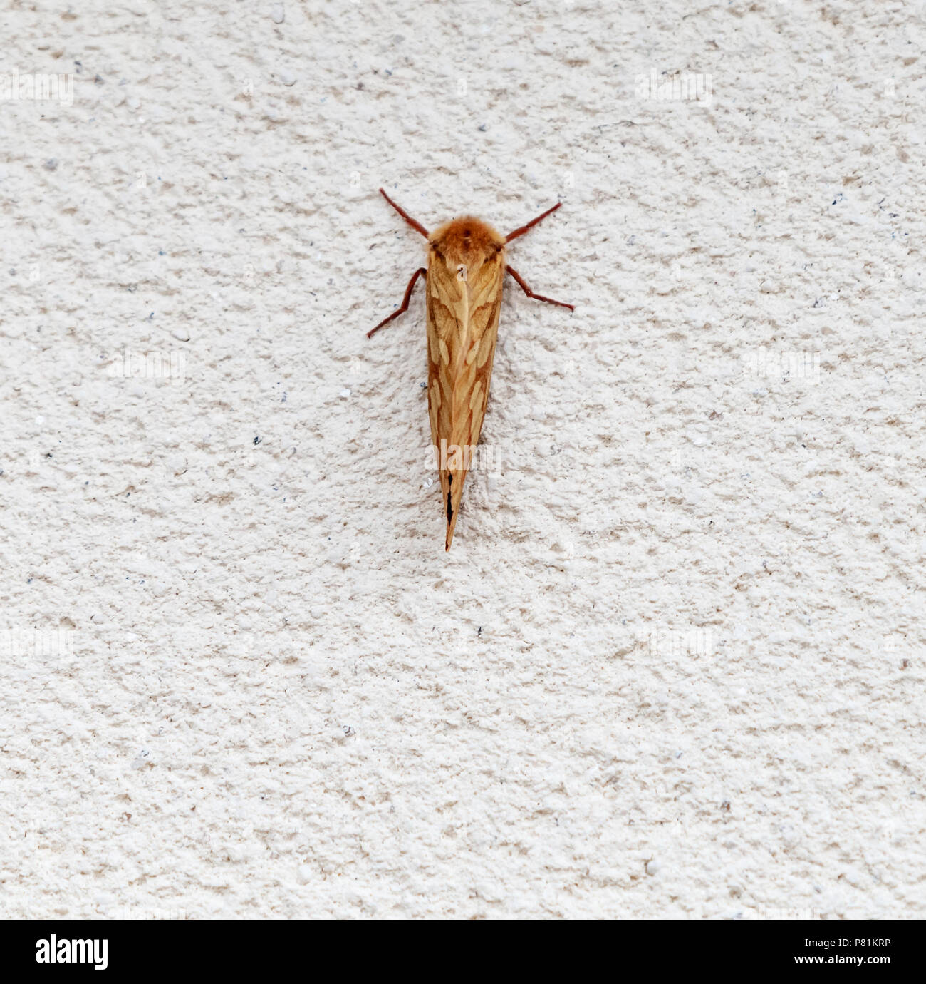 Ghost moth hi-res stock photography and images - Alamy