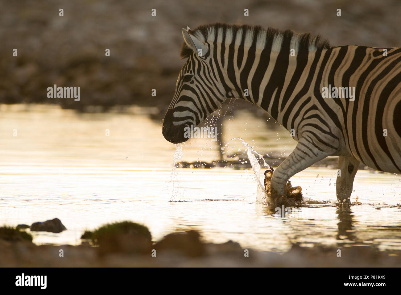 Zebra in water hi-res stock photography and images - Alamy