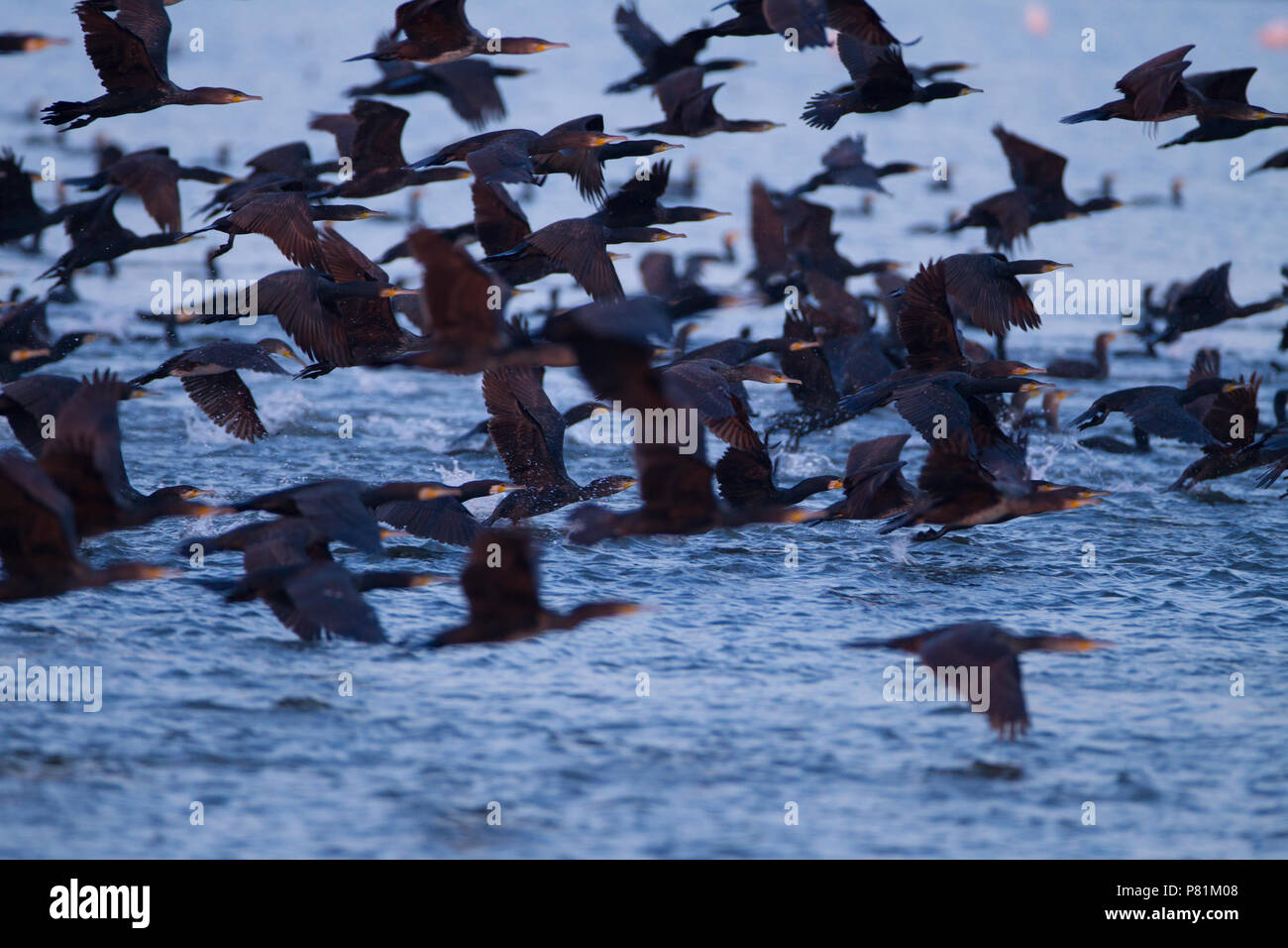 Cormorants flock hi-res stock photography and images - Alamy