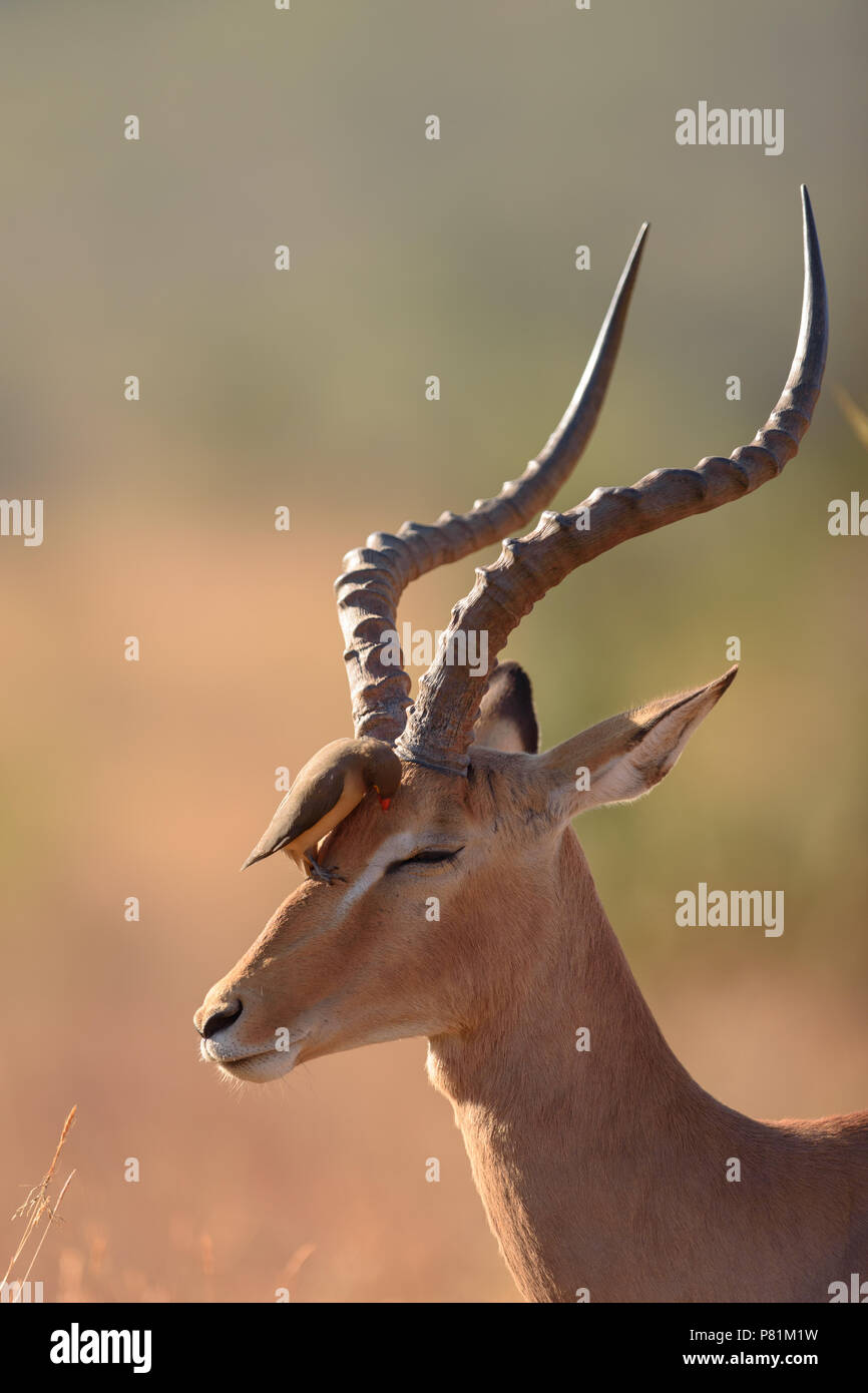 African oxpecker hi-res stock photography and images - Alamy