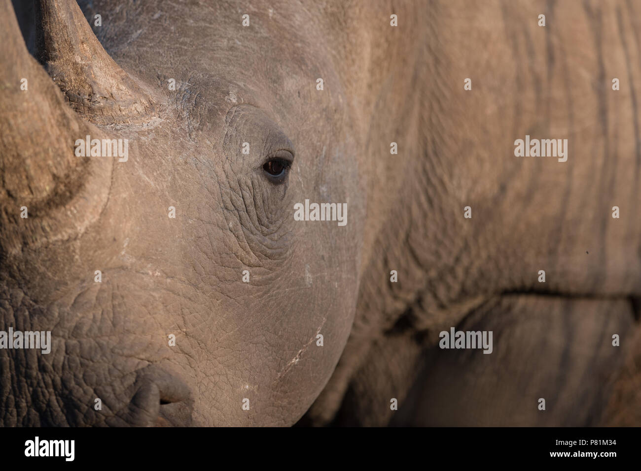 Wild white rhino close up portrait head shot in wilderness close up ...