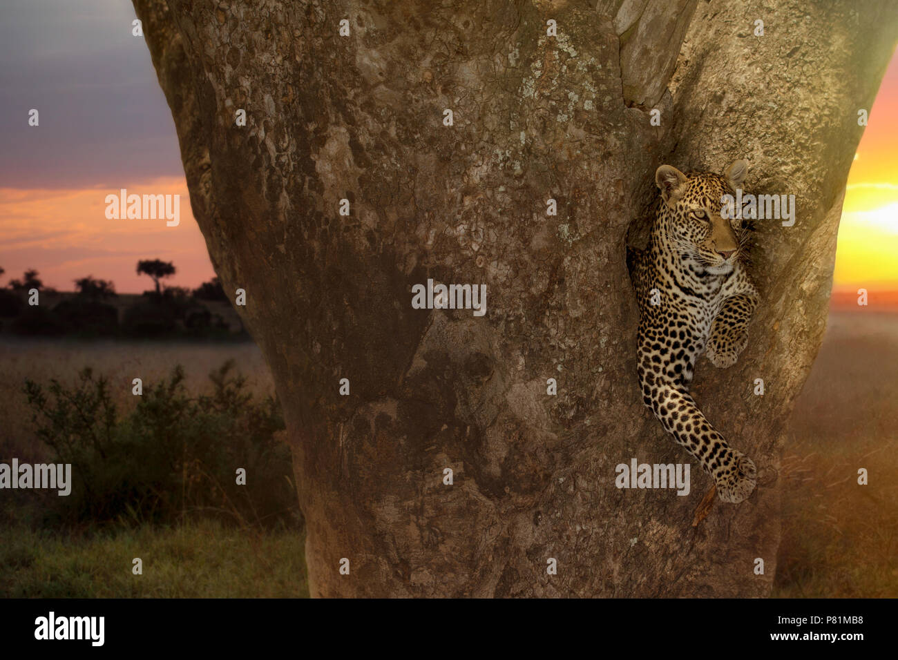The most beautiful female leopard resting on a sausage tree during ...