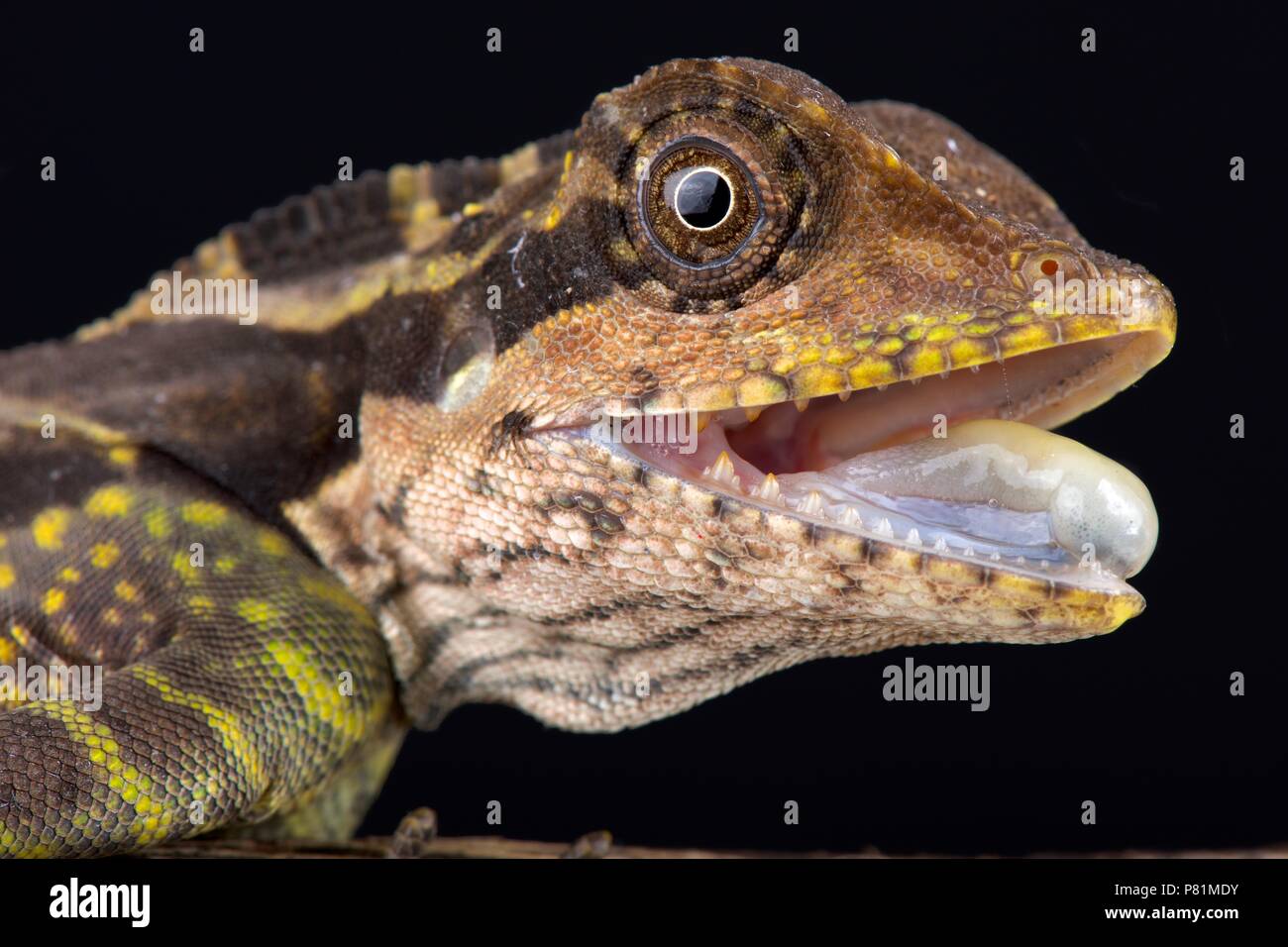 Great angle head lizard (Gonocephalus grandis Stock Photo - Alamy