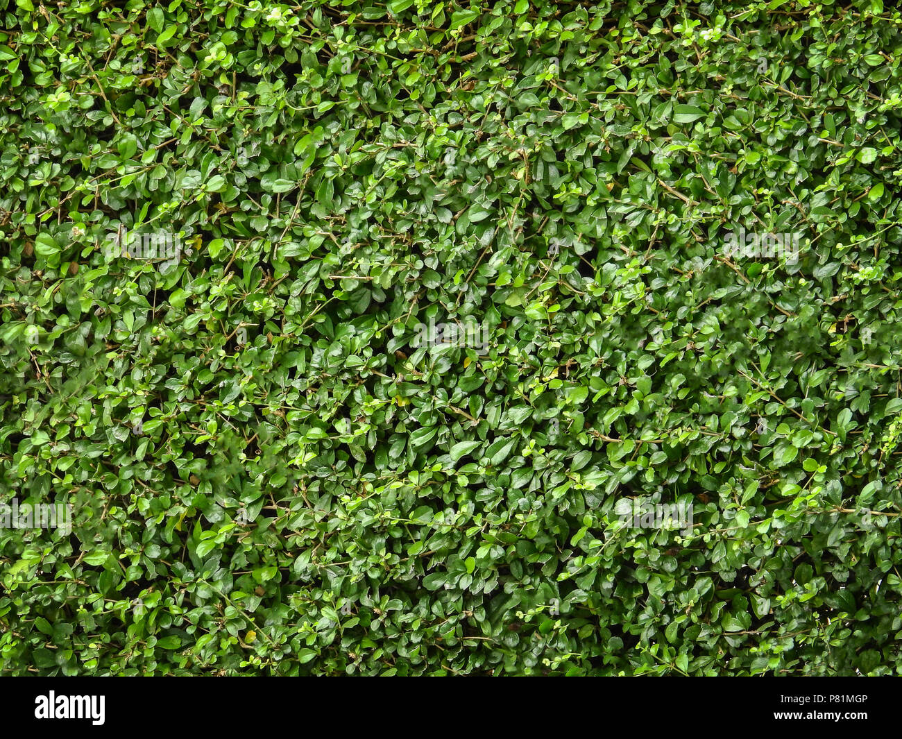 Green leaf background of tea tree thailand Stock Photo - Alamy