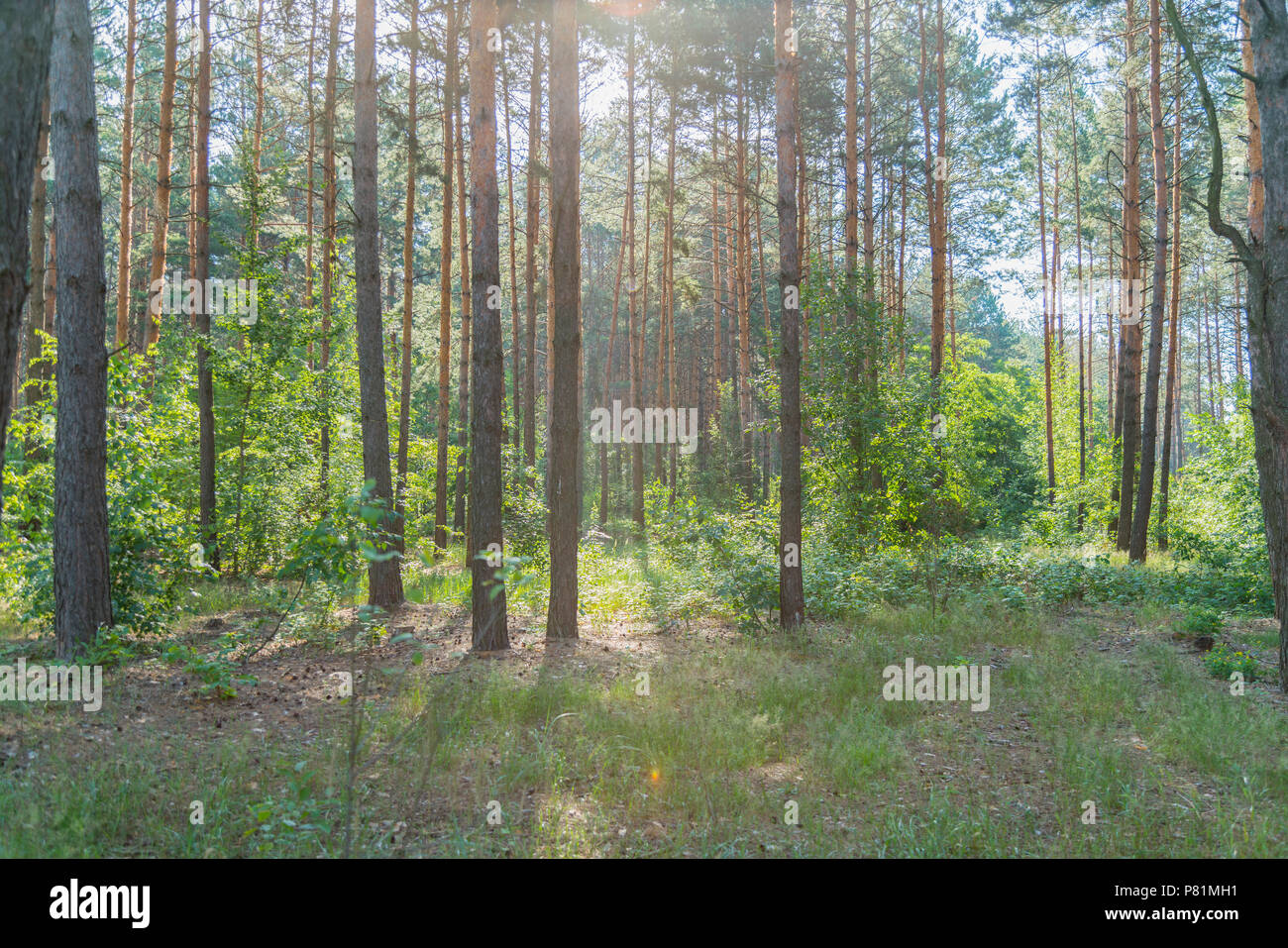 Beautiful nature at morning in the misty spring forest with sun rays ...