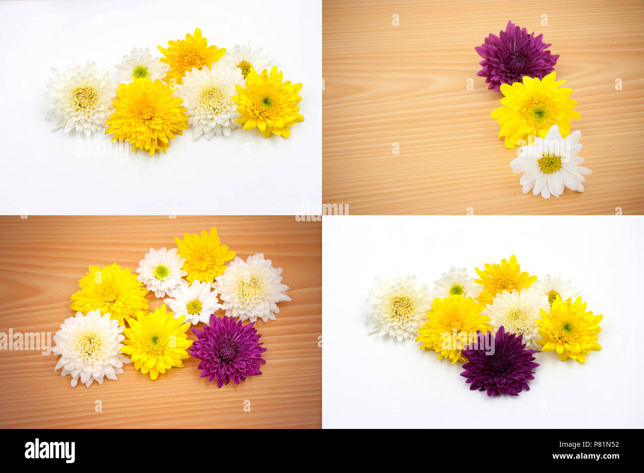 Many daisy flower arrangement collection. collage of daisy flower Stock ...