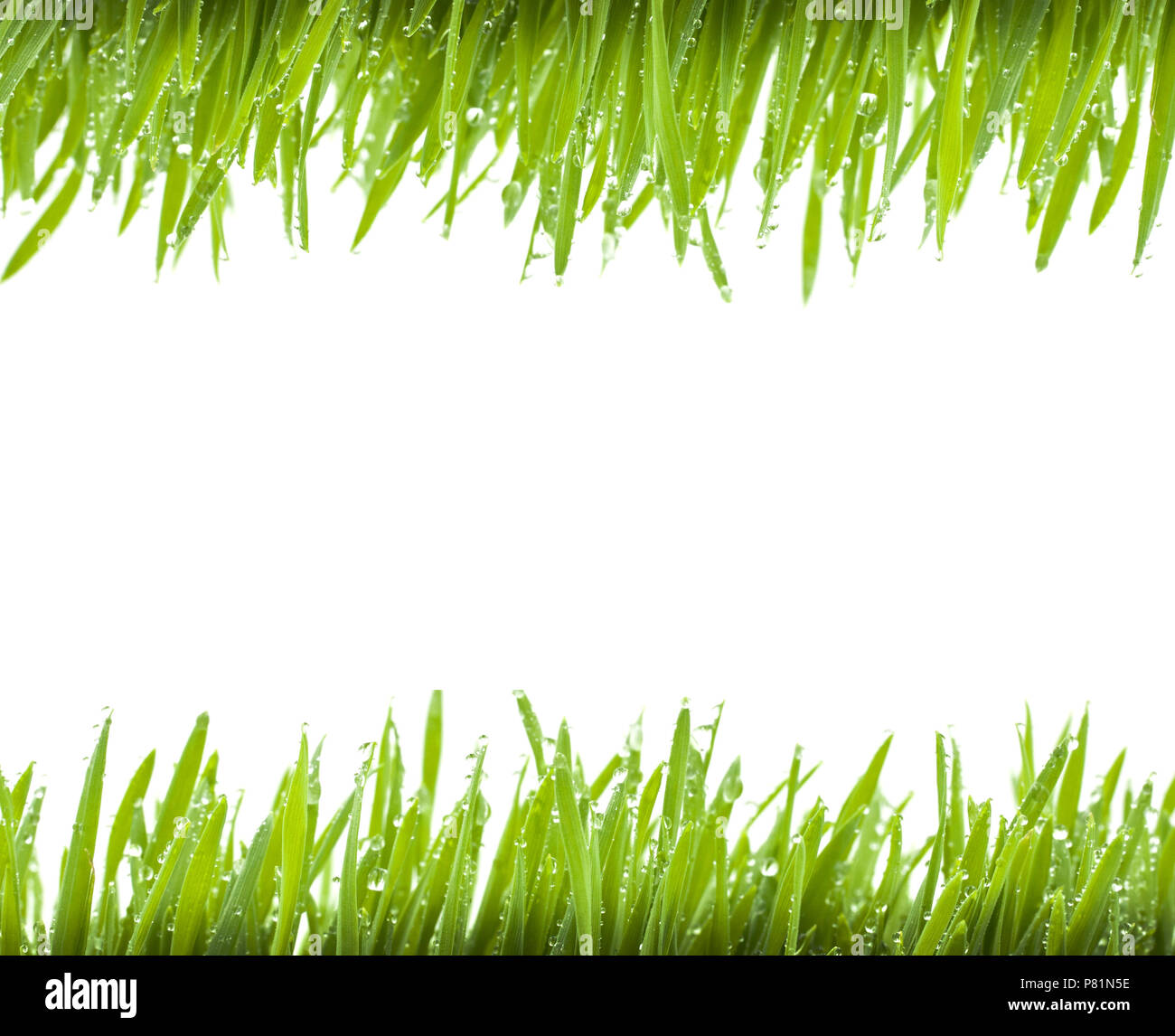 Group of Green grass isolated on white background, Green grass Frame ...