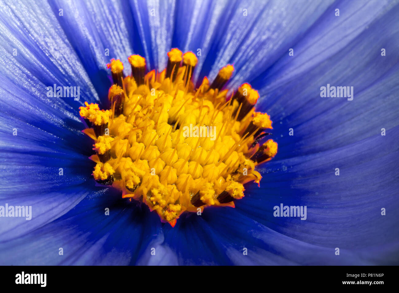 Blue Cosmos Flower close up background. Cosmos flower species Asia ...