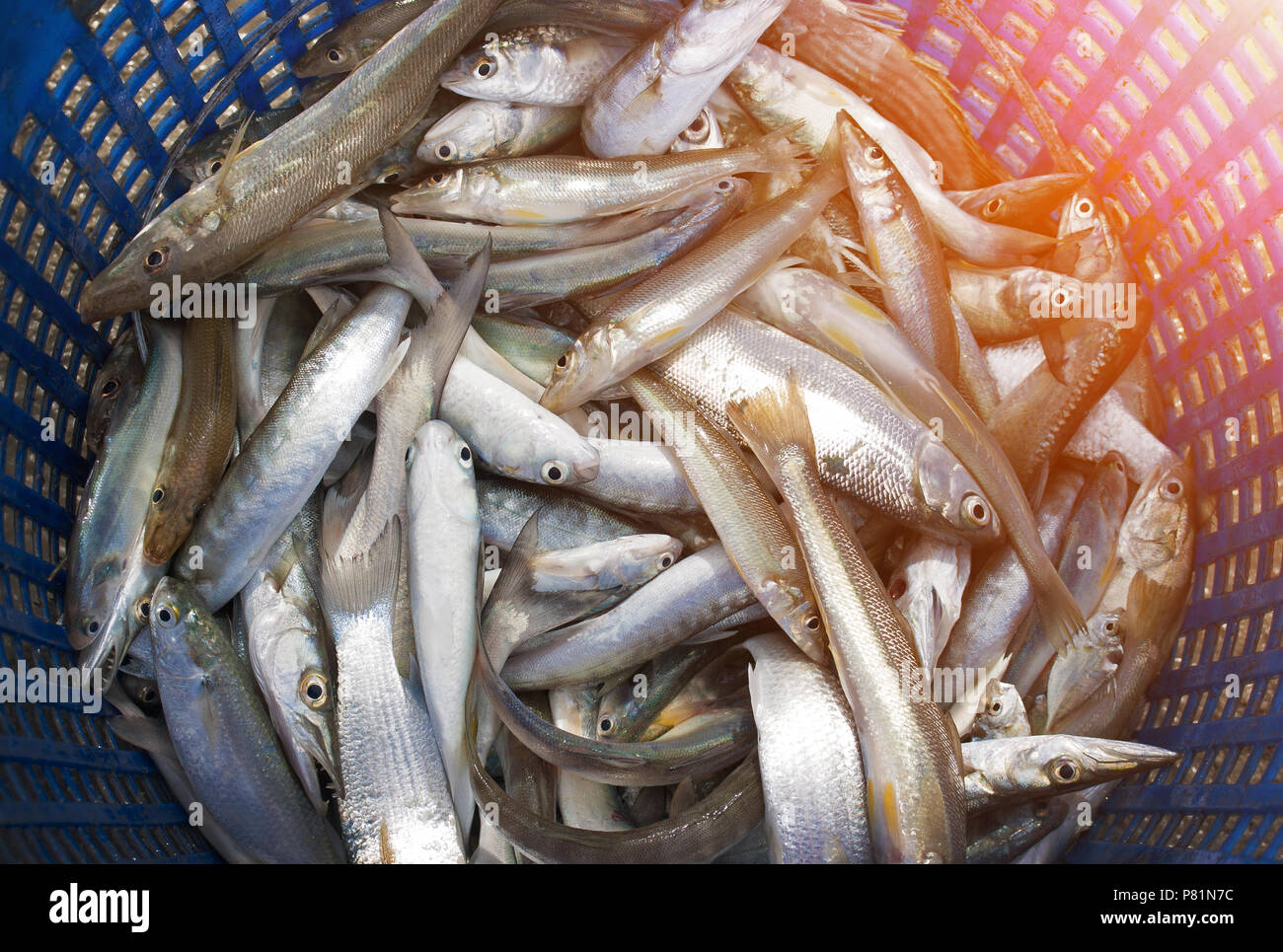 fresh fish in basket Caught by placing nets of fishermen Stock Photo ...