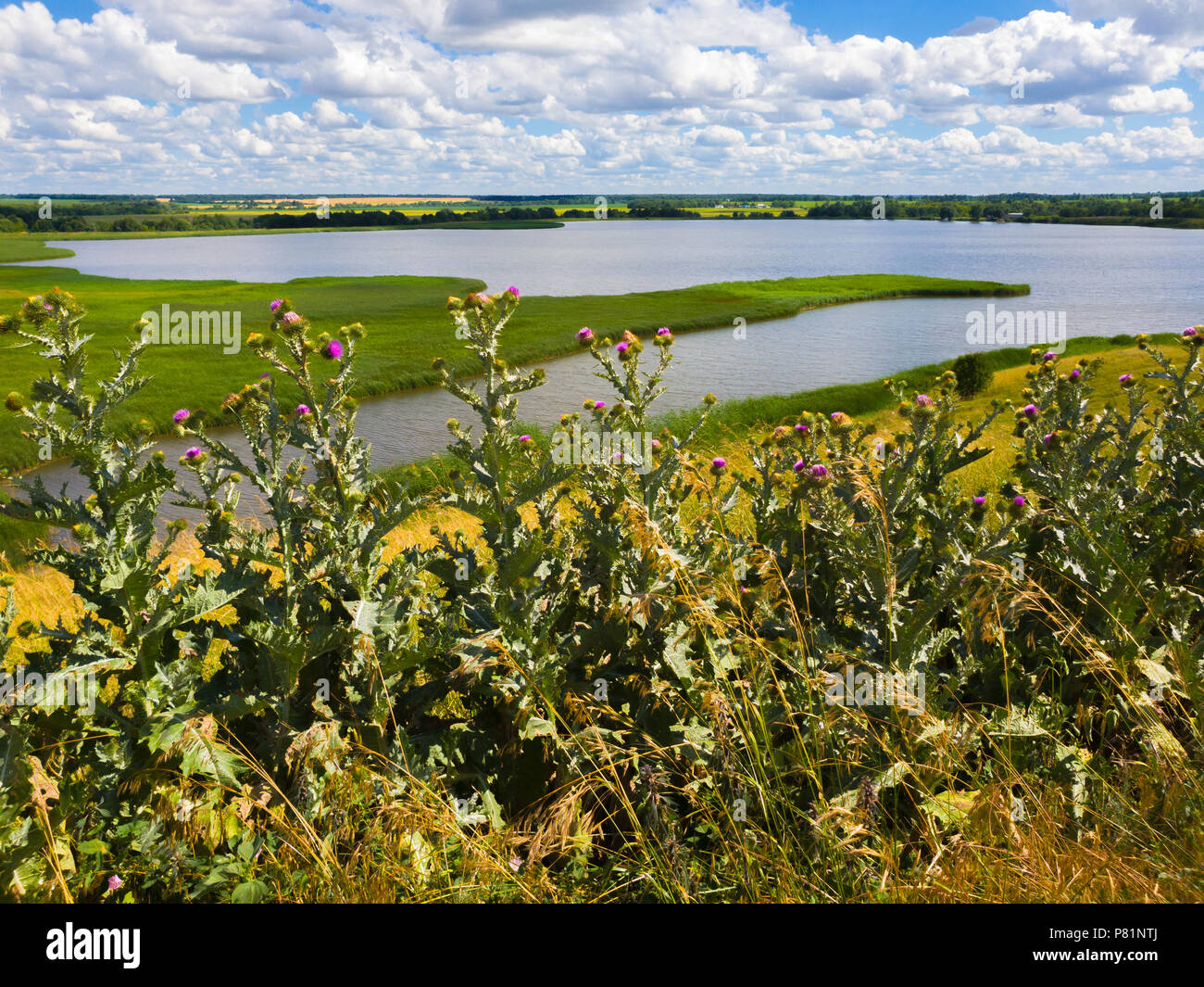 Landscape thistle field on hi-res stock photography and images - Alamy