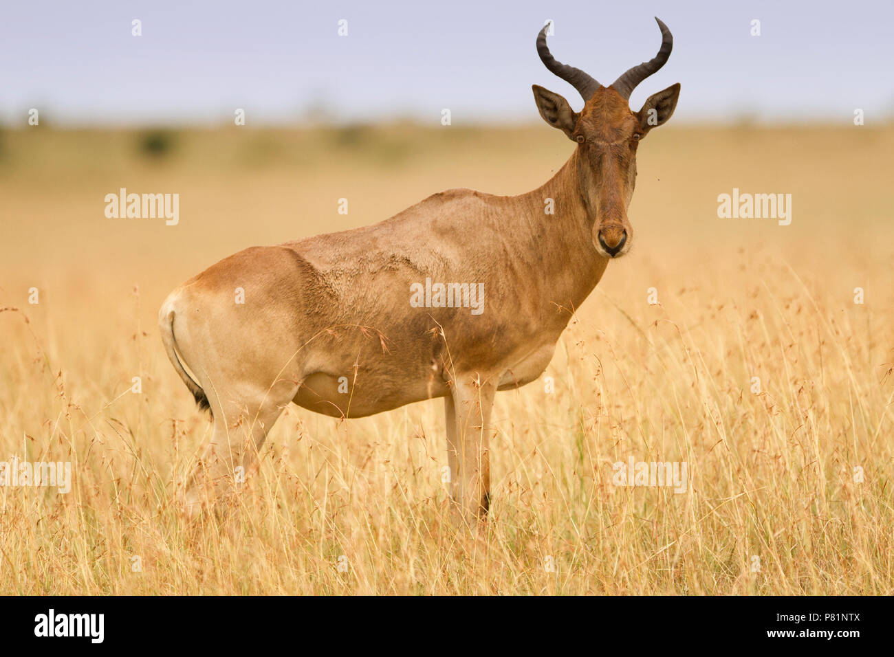 African wild creatures hi-res stock photography and images - Alamy