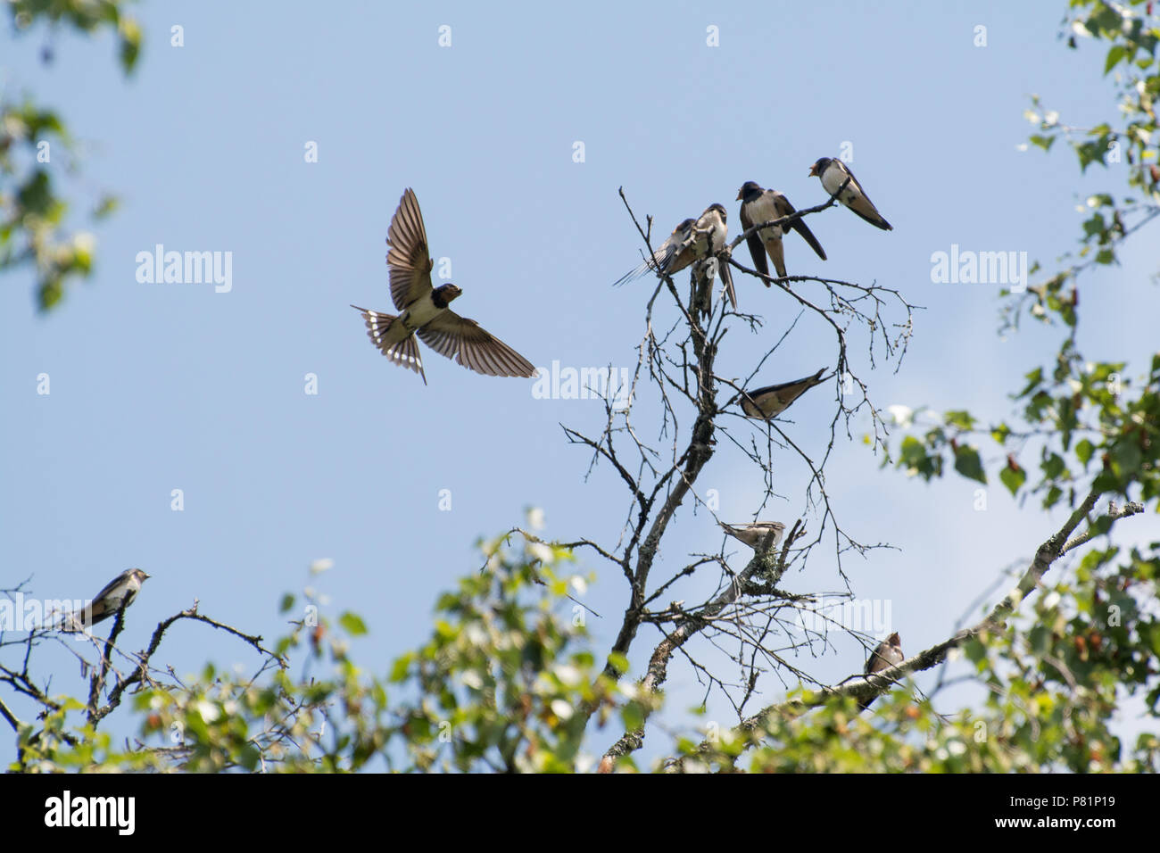 Adult barn swallow (Hirundo rustica) feeding young swallows at the top ...