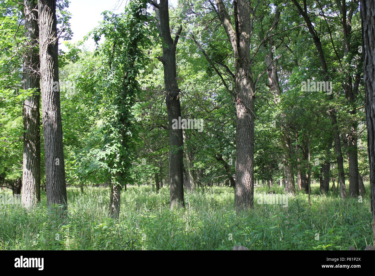 Temperate grasslands hi-res stock photography and images - Alamy