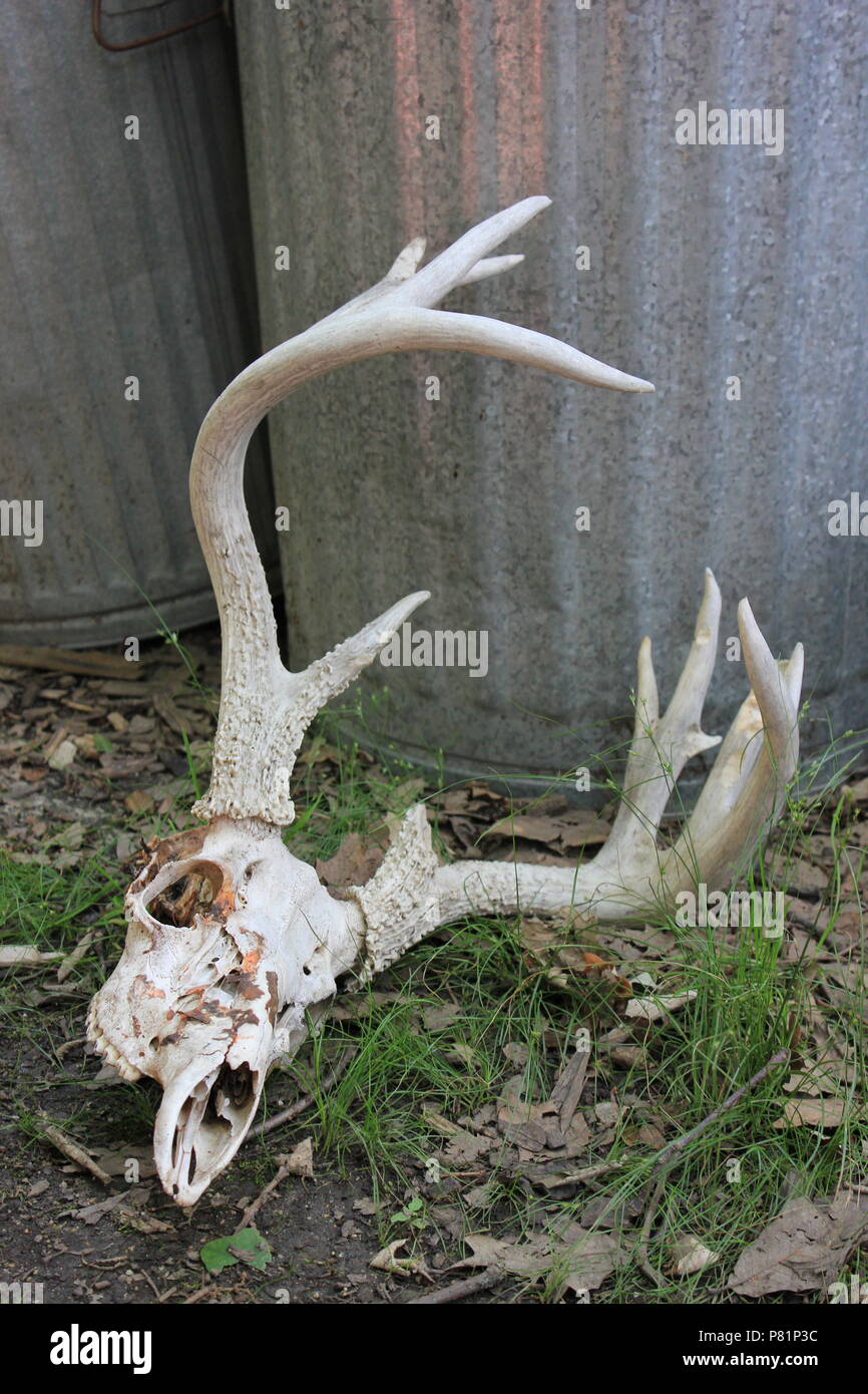 White tailed deer skeleton hi-res stock photography and images - Alamy