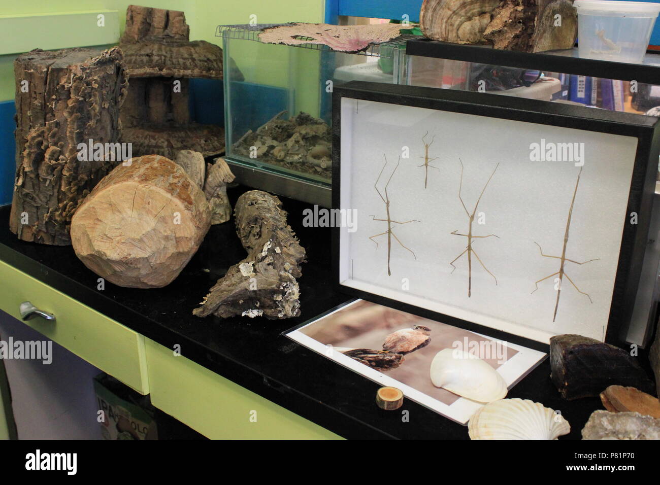 Specimens of nature, including walking sticks, on display Stock Photo ...