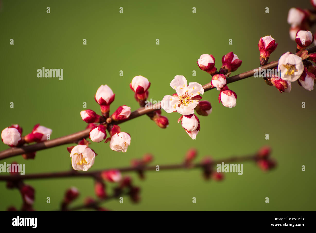 Apricot tree flower Stock Photo - Alamy