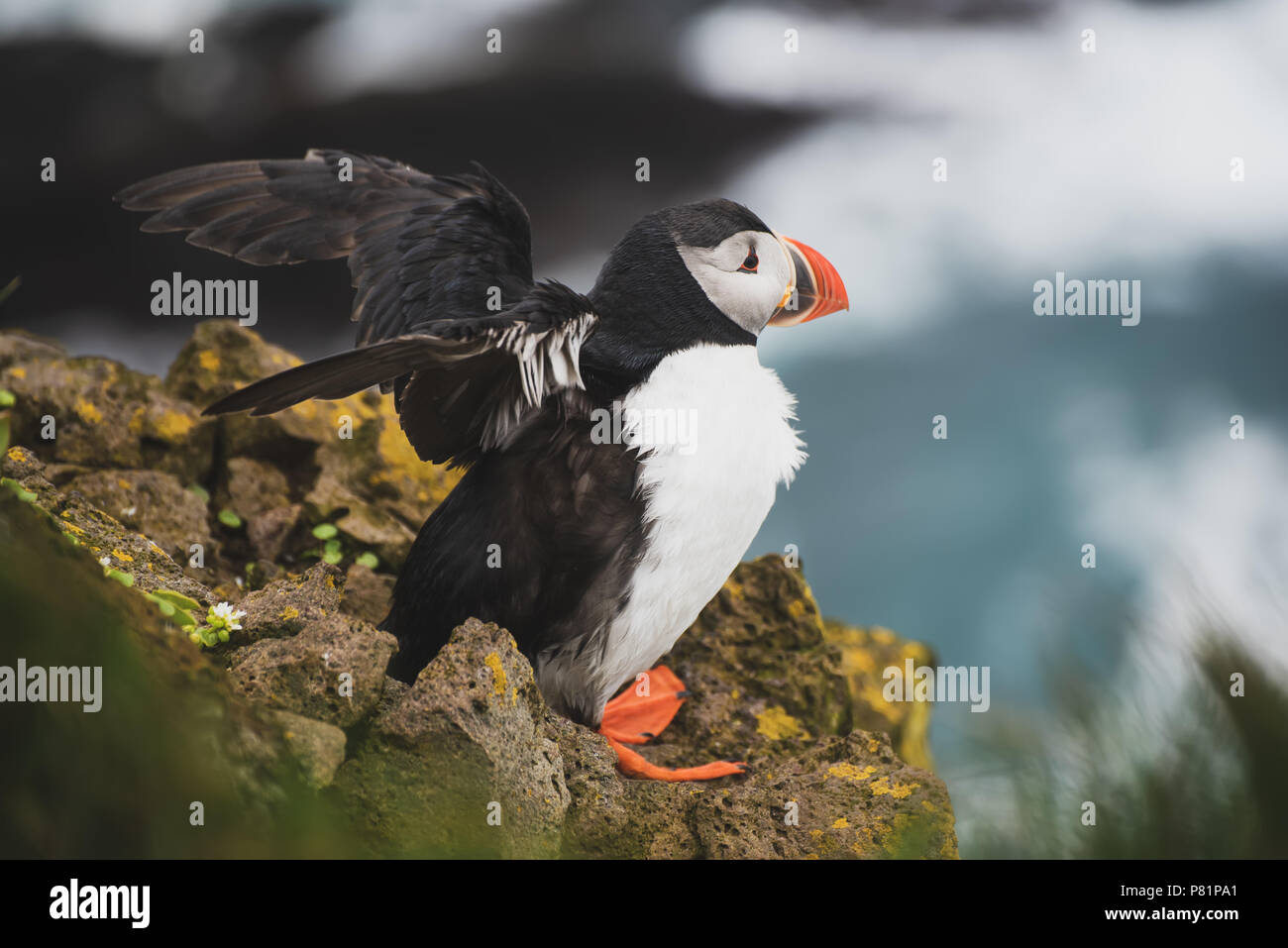 Black And White Puffin High Resolution Stock Photography and Images - Alamy